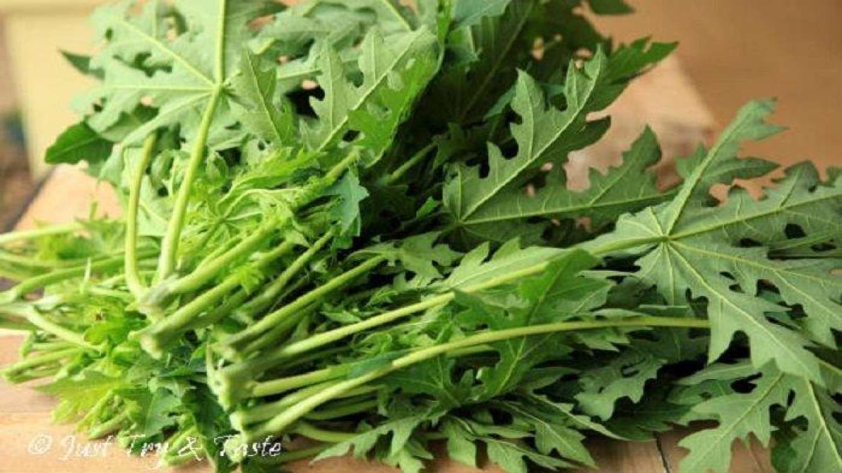 Takaran Konsumsi Daun Pepaya yang Aman untuk Kesehatan, Cek Juga Efek ... Takaran Konsumsi Daun Pepaya yang Aman untuk Kesehatan, Cek Juga Efek ...