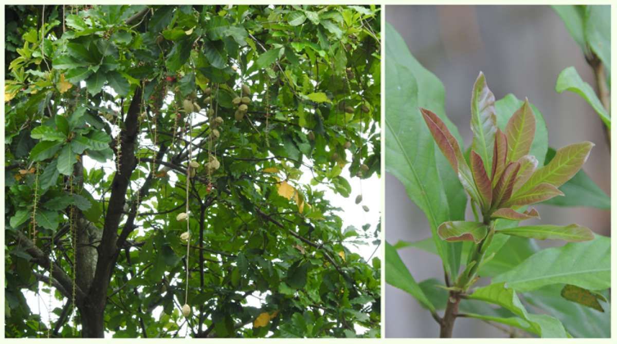 Lalap Tradisional Daun Putat