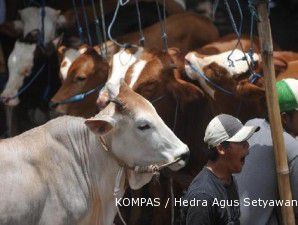 Pekan lalu, sekitar 7000 sapi bakalan Australia sudah masuk ke Indonesia