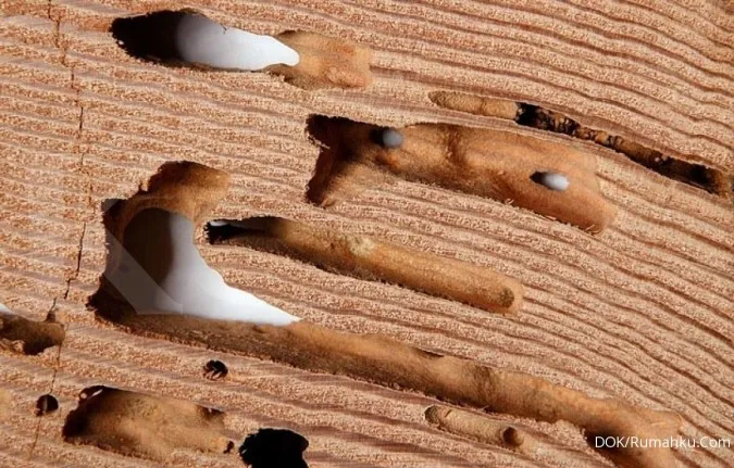 Ini Cara Mencegah Rayap yang Bisa Merusak Rumah Kayu Anda