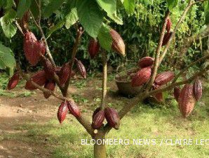 Besok, Askindo Gelar Munas
