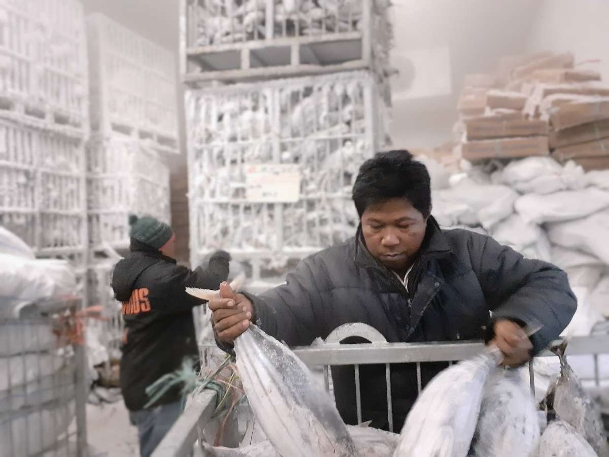 Perikanan Nusantara (Perinus) Bacan Mulai Mengekspor Cakalang ke Jepang