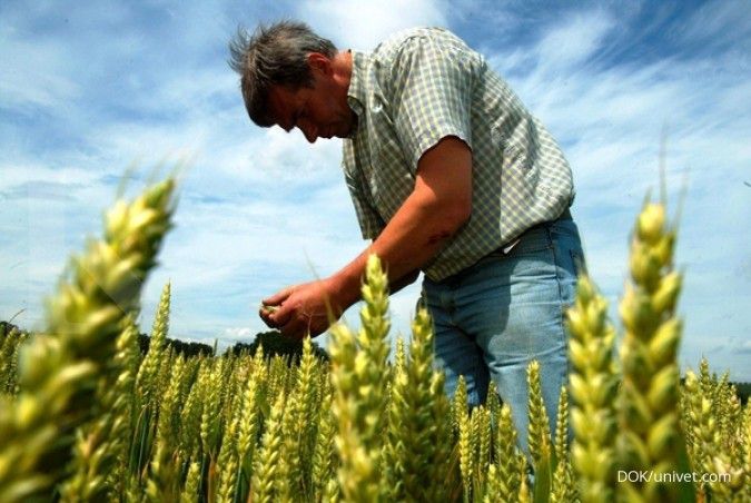 Hilangnya Gandum Gluten Tinggi