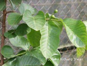 Jambu mutiara: Permintaan bibitnya melonjak, harga pun Menjulang (2)