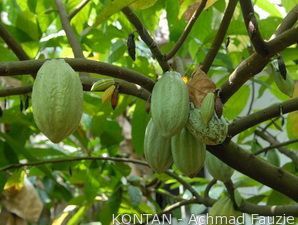 Askindo Menargetkan Produksi Biji Kakao mencapai 540.000 Ton