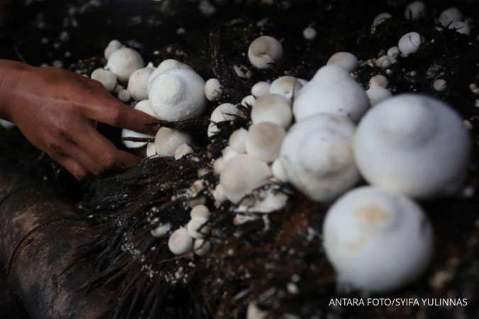 budidaya jamur kancing