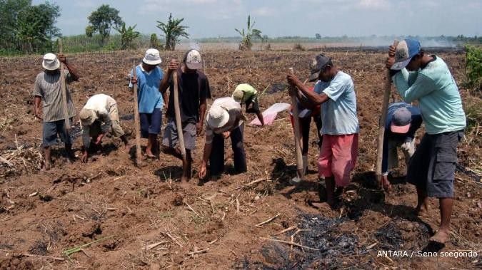 Penjualan benih tebu P3GI terasa pahit